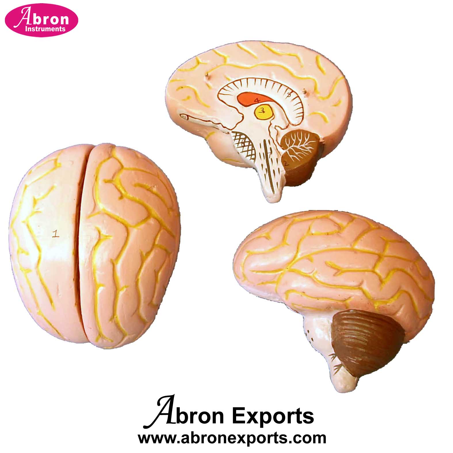 Model Human Brain 2Parts Anatomy Limbic system Frontal lobe Life size ...