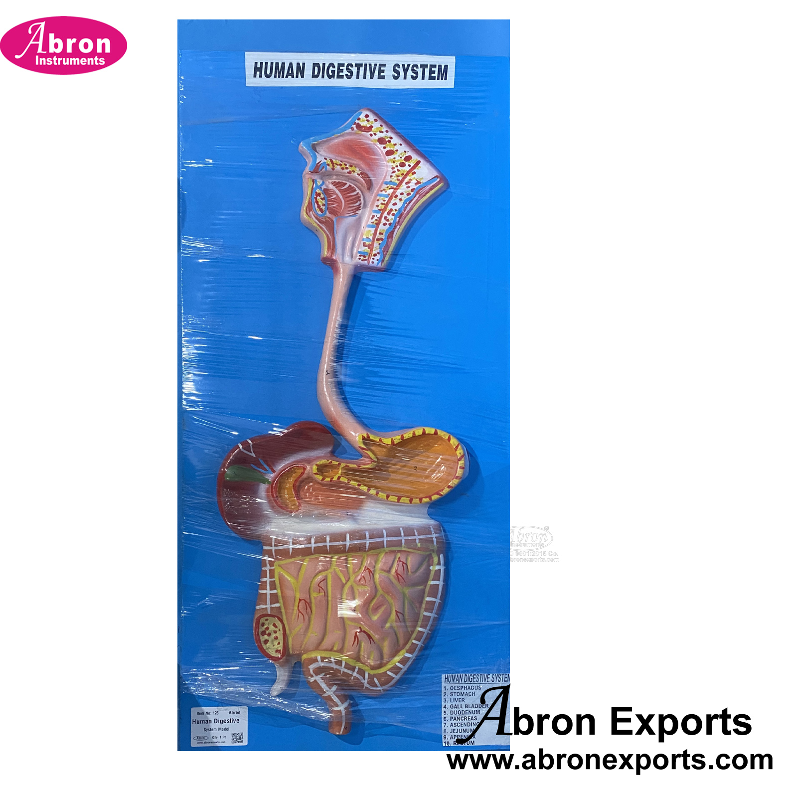 AB-106M Model Human Digestive system Dedendum Pancreases stomach liver ...