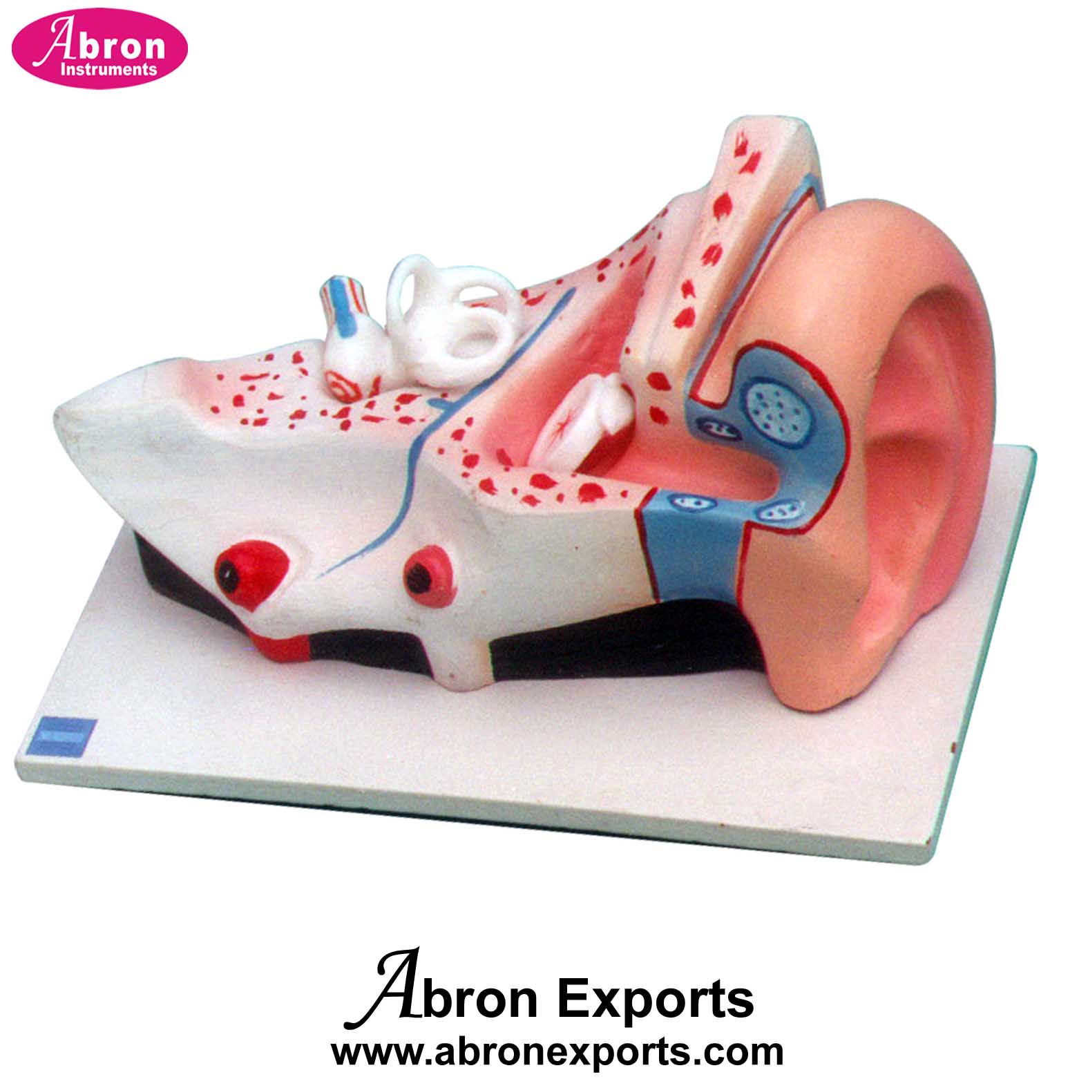 Model Human ear plastic with inner ear bone etc on wooden base Abron BE ...