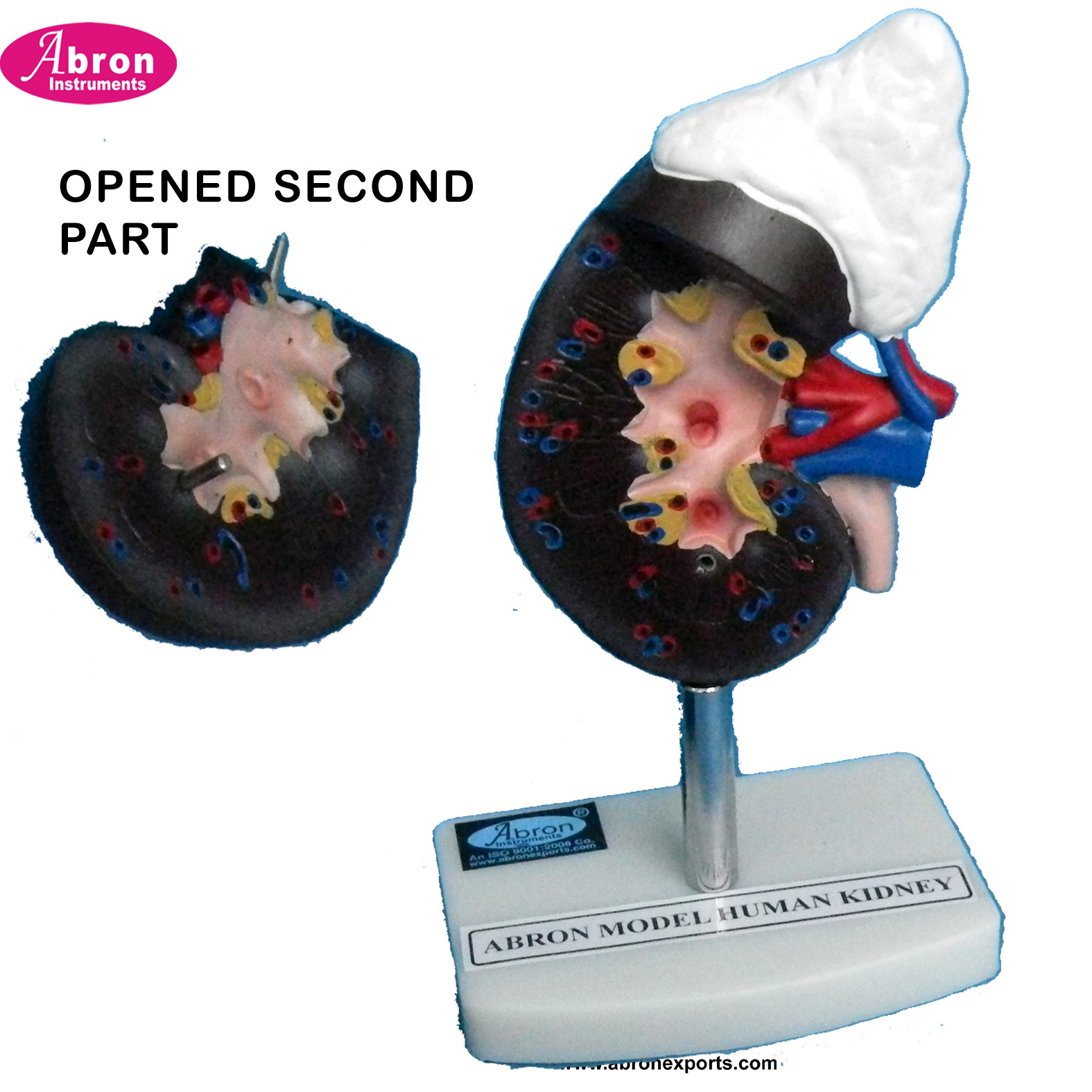 Models Human Anatomy Kidney Dissectible Two Parts Renal Artery Vein On ...