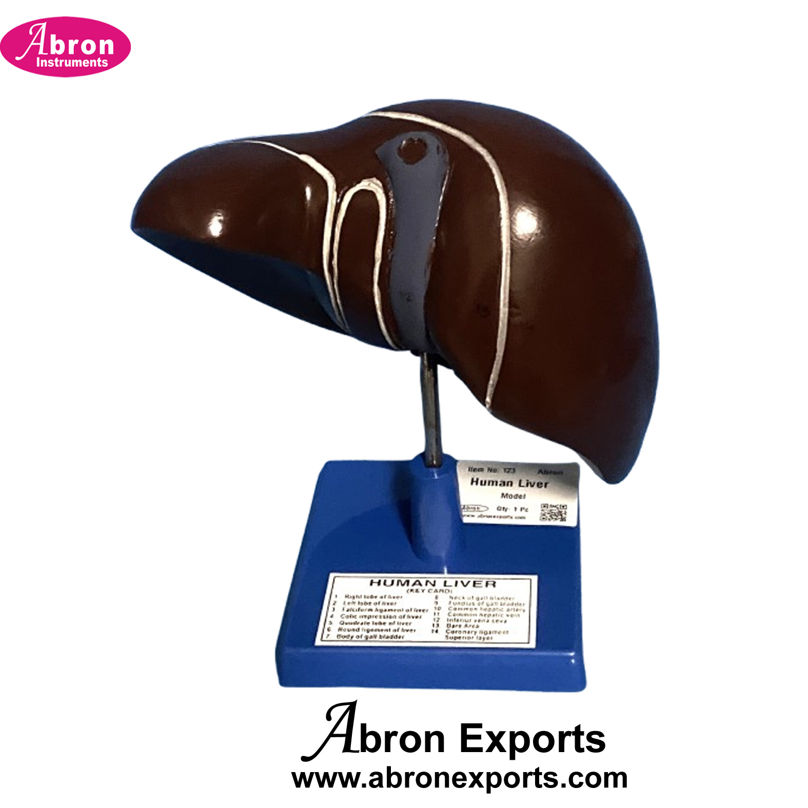 Model Human Liver Showing Lobes Lines Plastic on Base Abron AB-116A ...