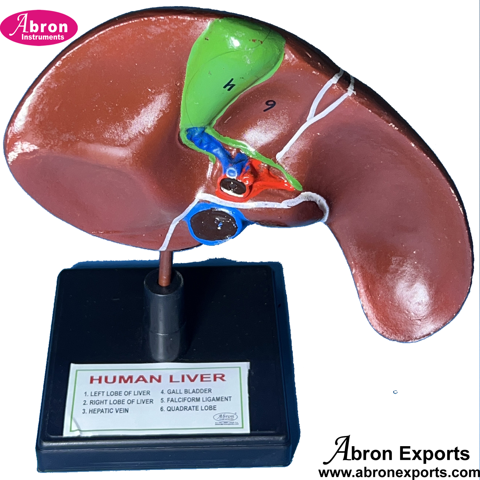 Model Human Anatomy Liver Lobes Left Right Gall Bladder Bile Duct ...