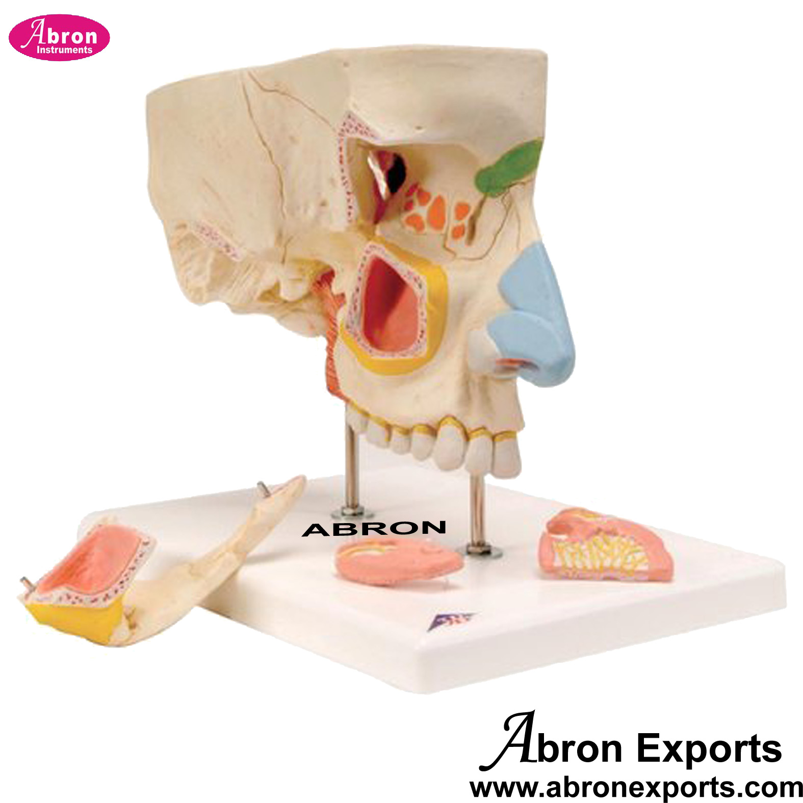 Model Human Nose Nasal Cavity Internal parts on base Standing key card ...