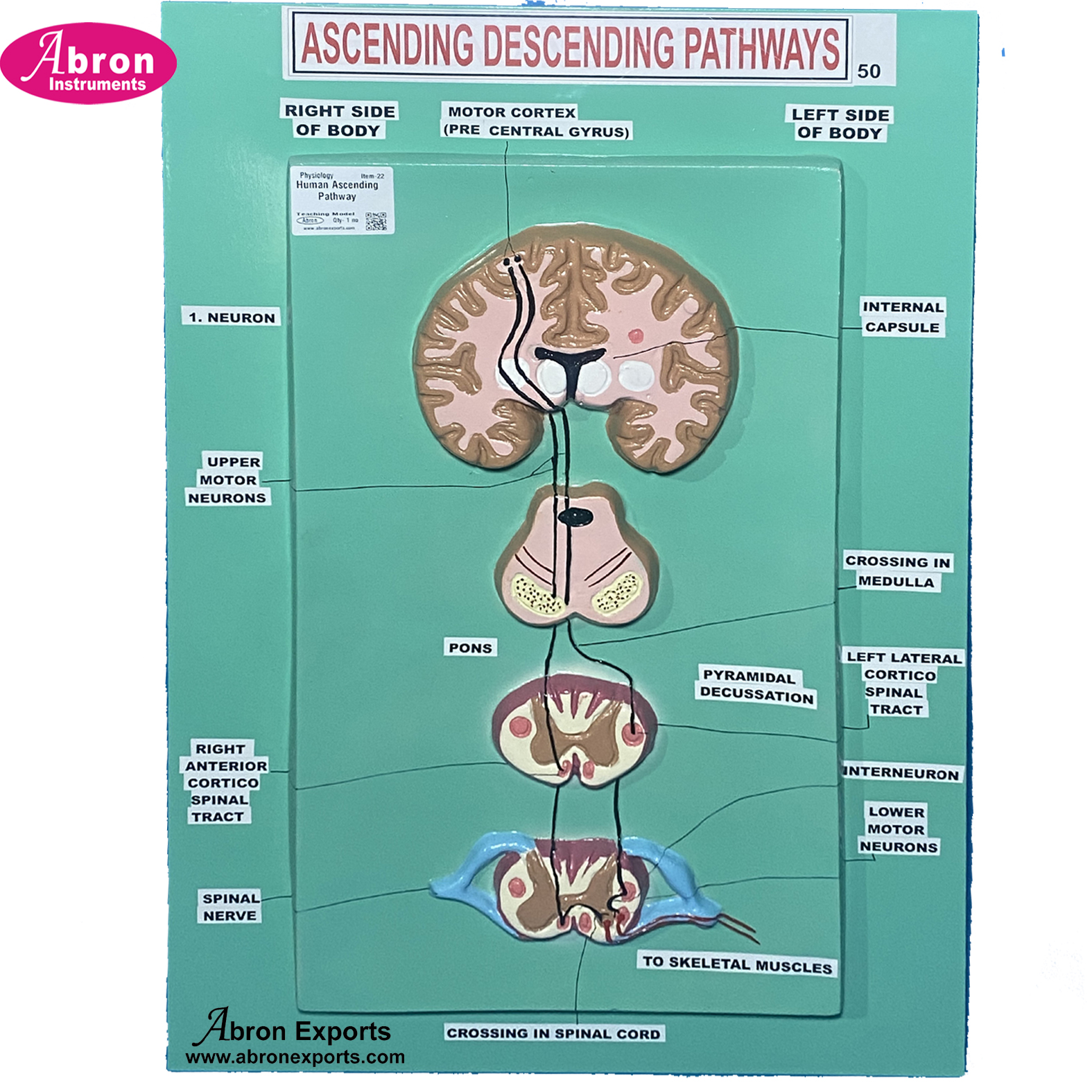 Model Human Anatomy Corticospinal Tract Corticospinal Pathway On Base ...