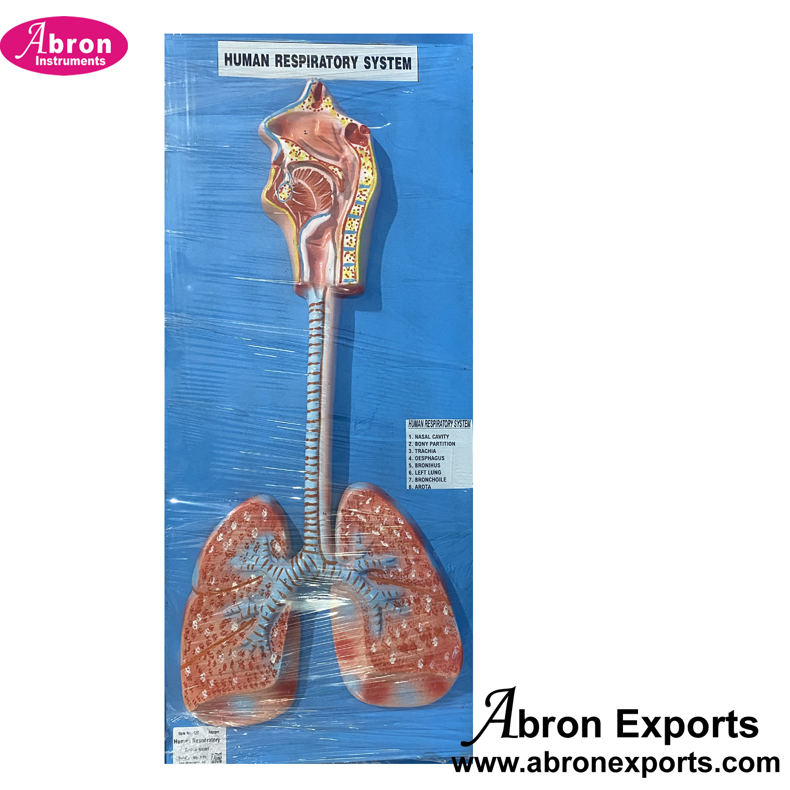 Model Human Respiratory System Lungs Trachia Mouth Plastic on Base ...