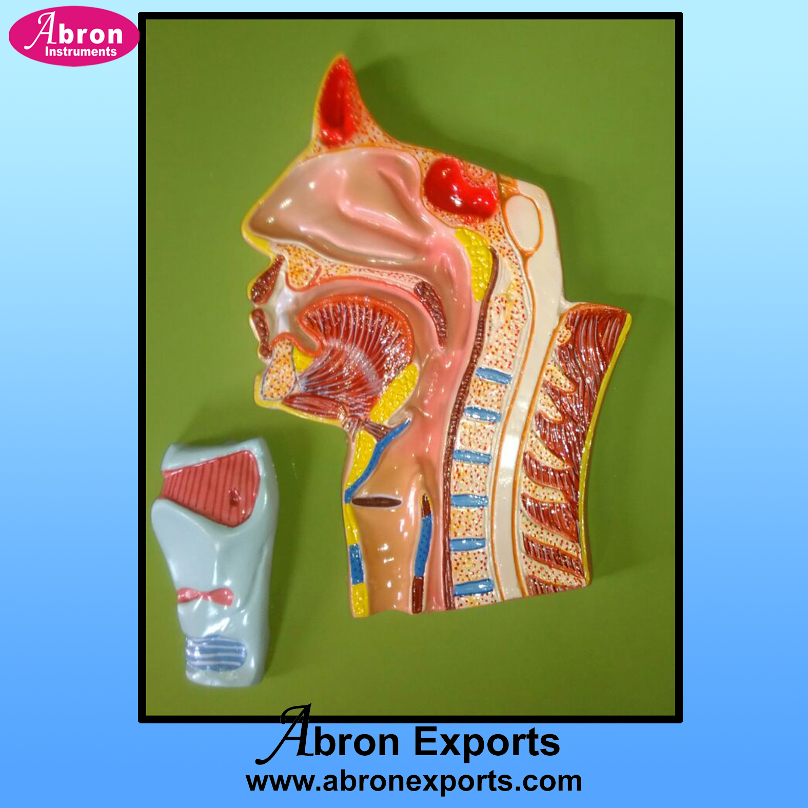 Model Human Nose Model Neck Nose Nasal Cavity Bone Track VS on Base ...