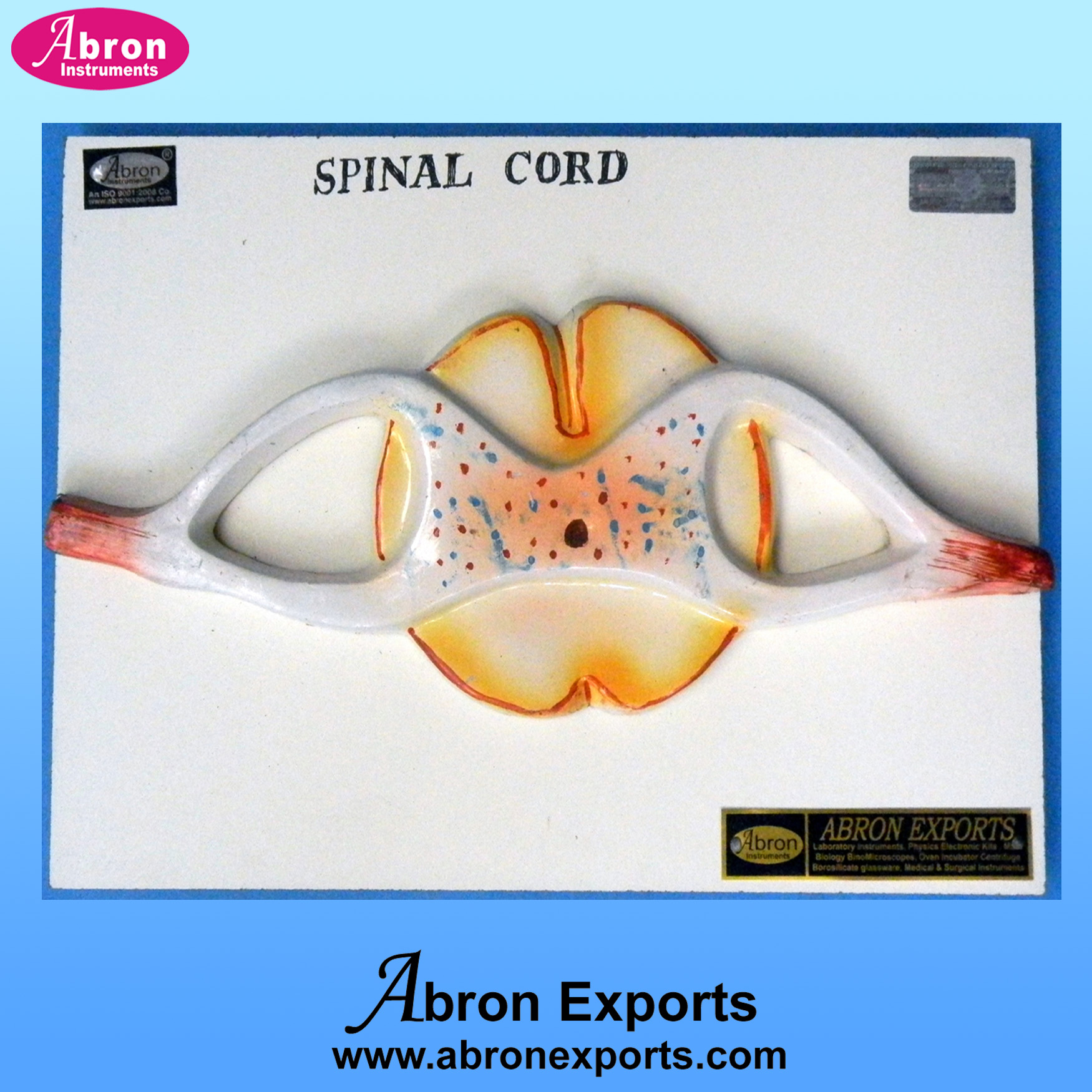 Model of Human System Spinal Cord Fiber plastic sheet colour on Board ...