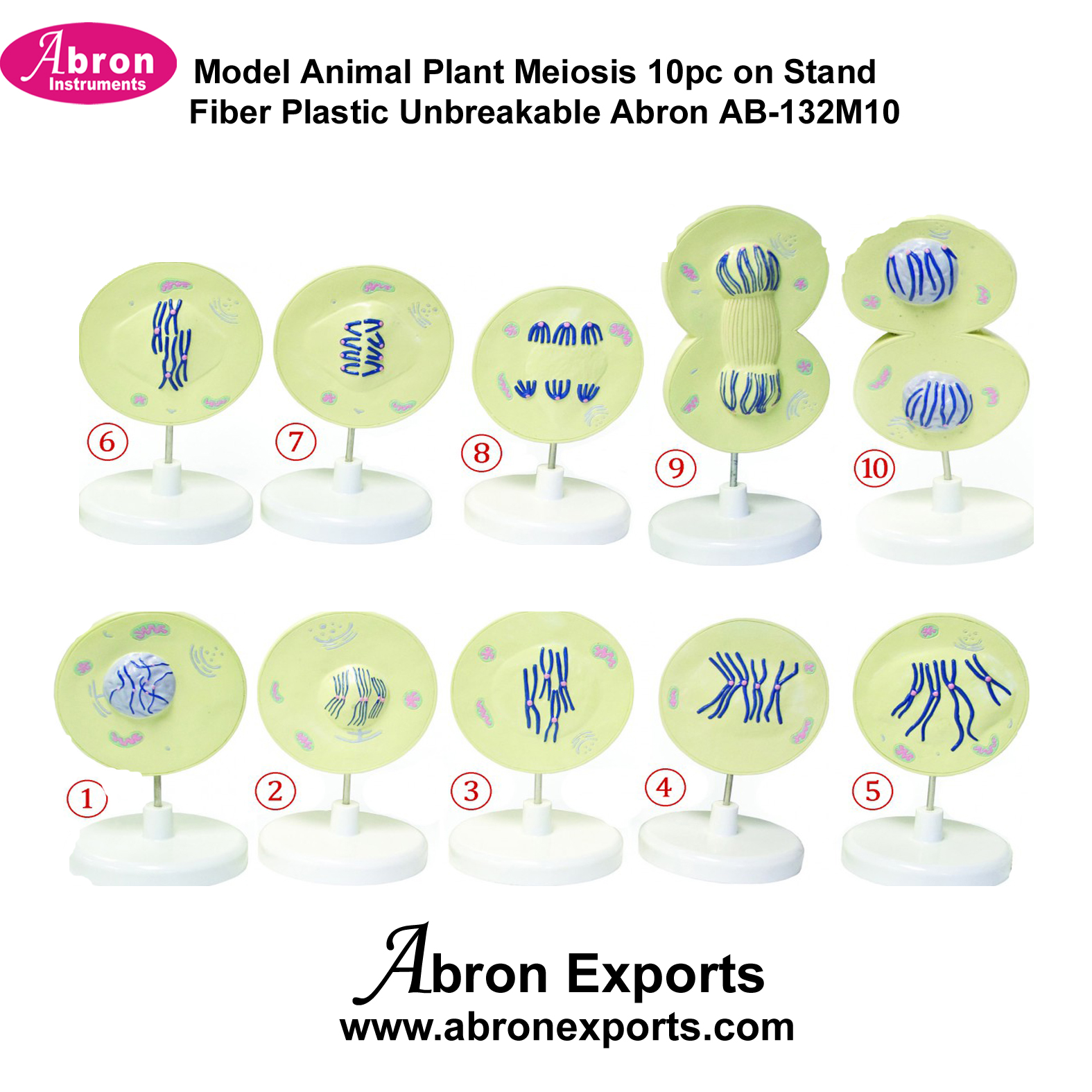 Model Animal Plant Meiosis 10 Pc on Stand Fiber Plastic Unbreakable ...