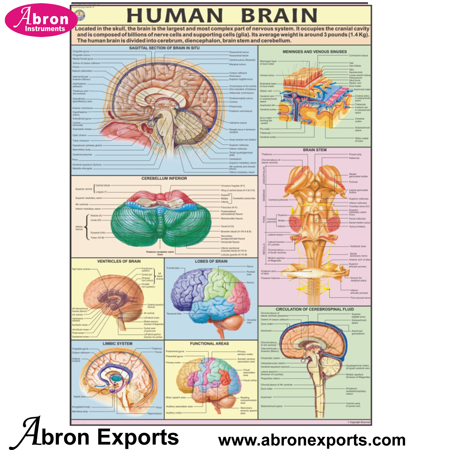Chart paper laminated Human Physiology Detailed Chart set of 7 70 x 100 ...