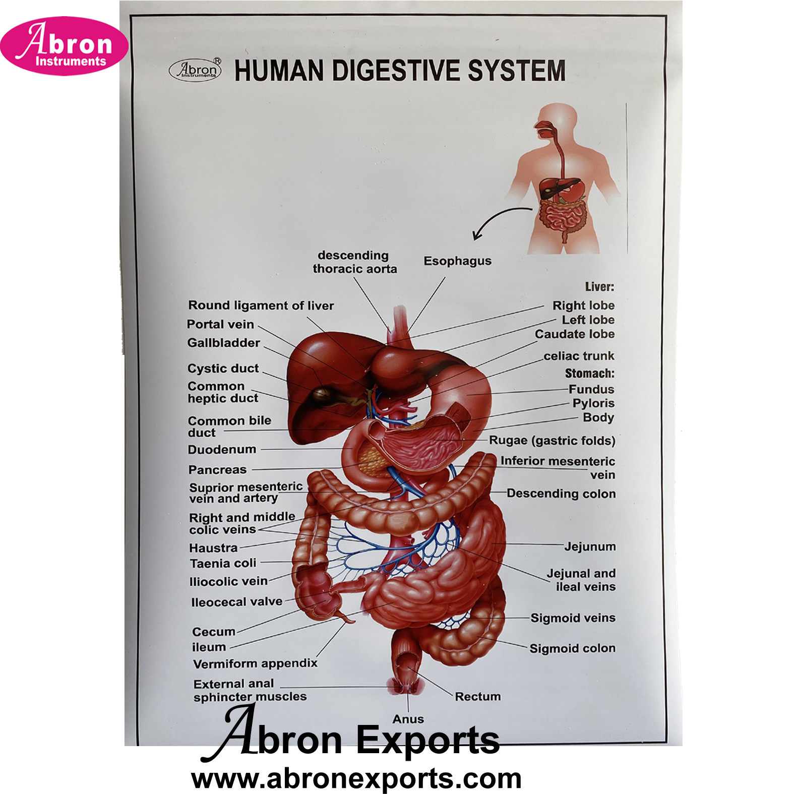 Charts Human Physiology Systems Digestive System Synthetic Paper ...