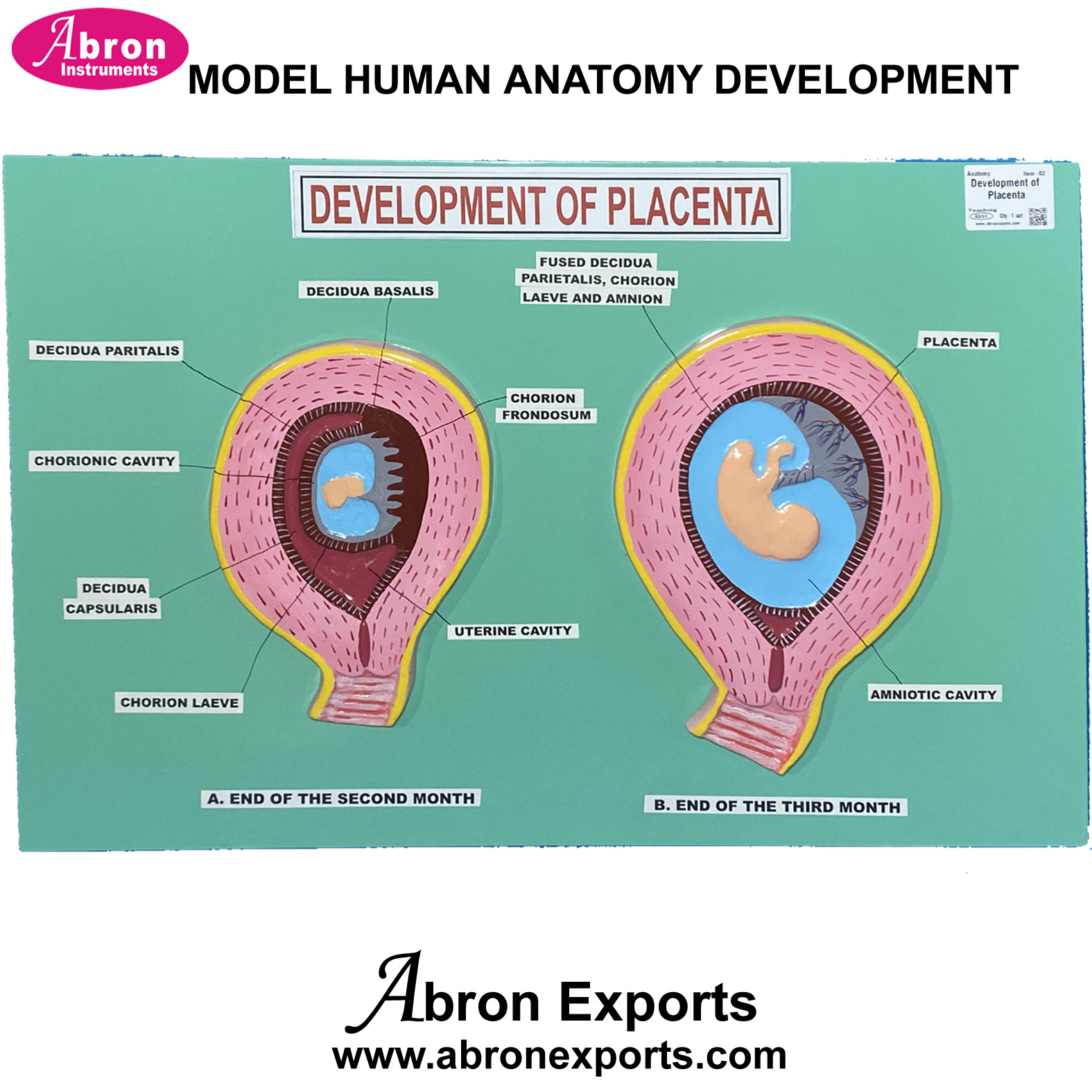 Model Human Anatomy Development of Placenta On Base Medical Nursing ...