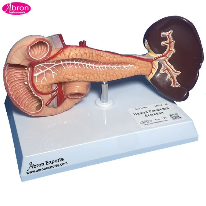 Models Human Anatomy Pancreases Duct Spleen Artery Vein duodenum On ...