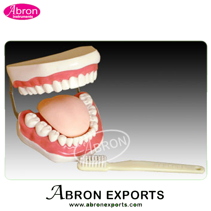 Model Human Teeth Jaw Human Model Abron AB-130-B | Model Human ...