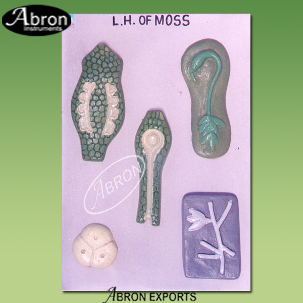 Life Cycle of Moss Plant Model Fiber Glass botany on board | Models ...